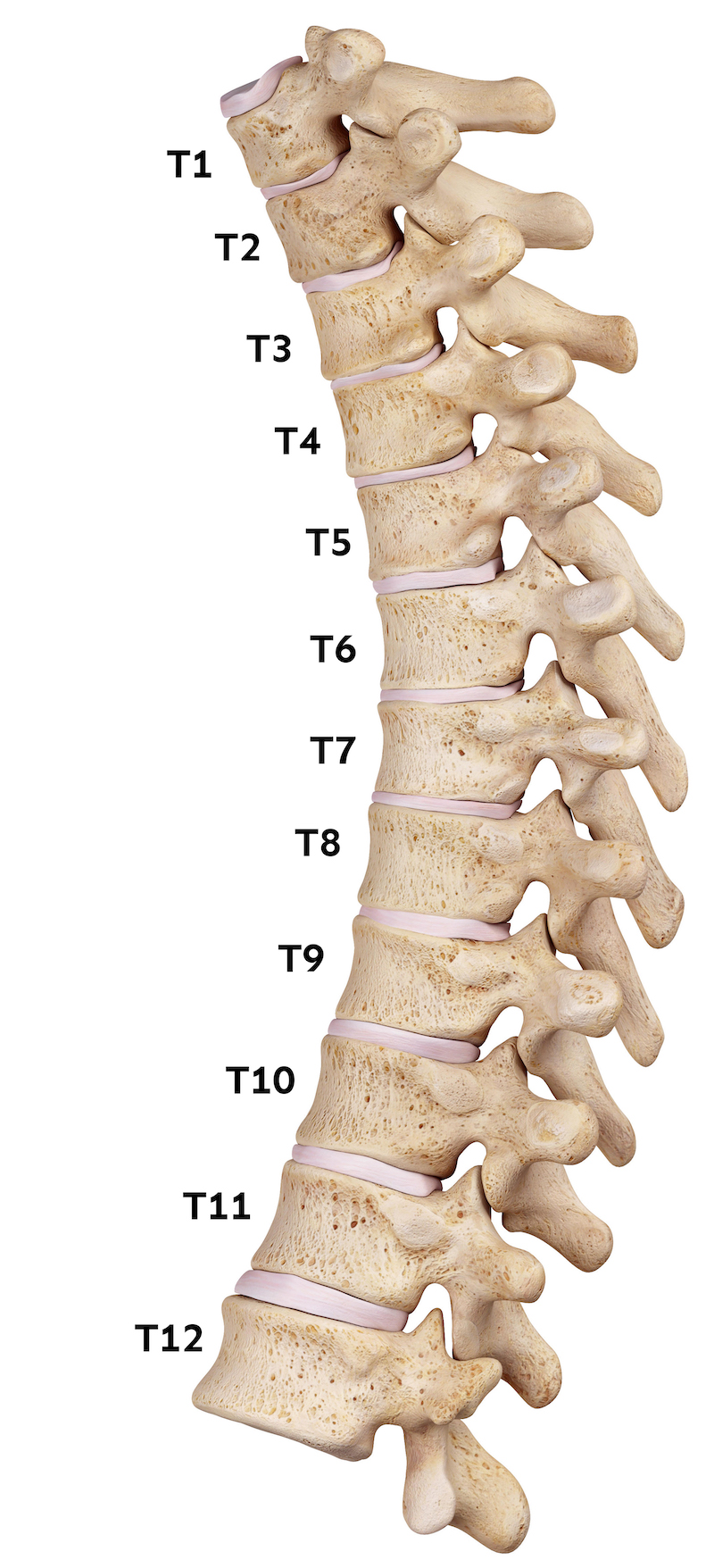 Spine Simulator | Campbell Chiropractic